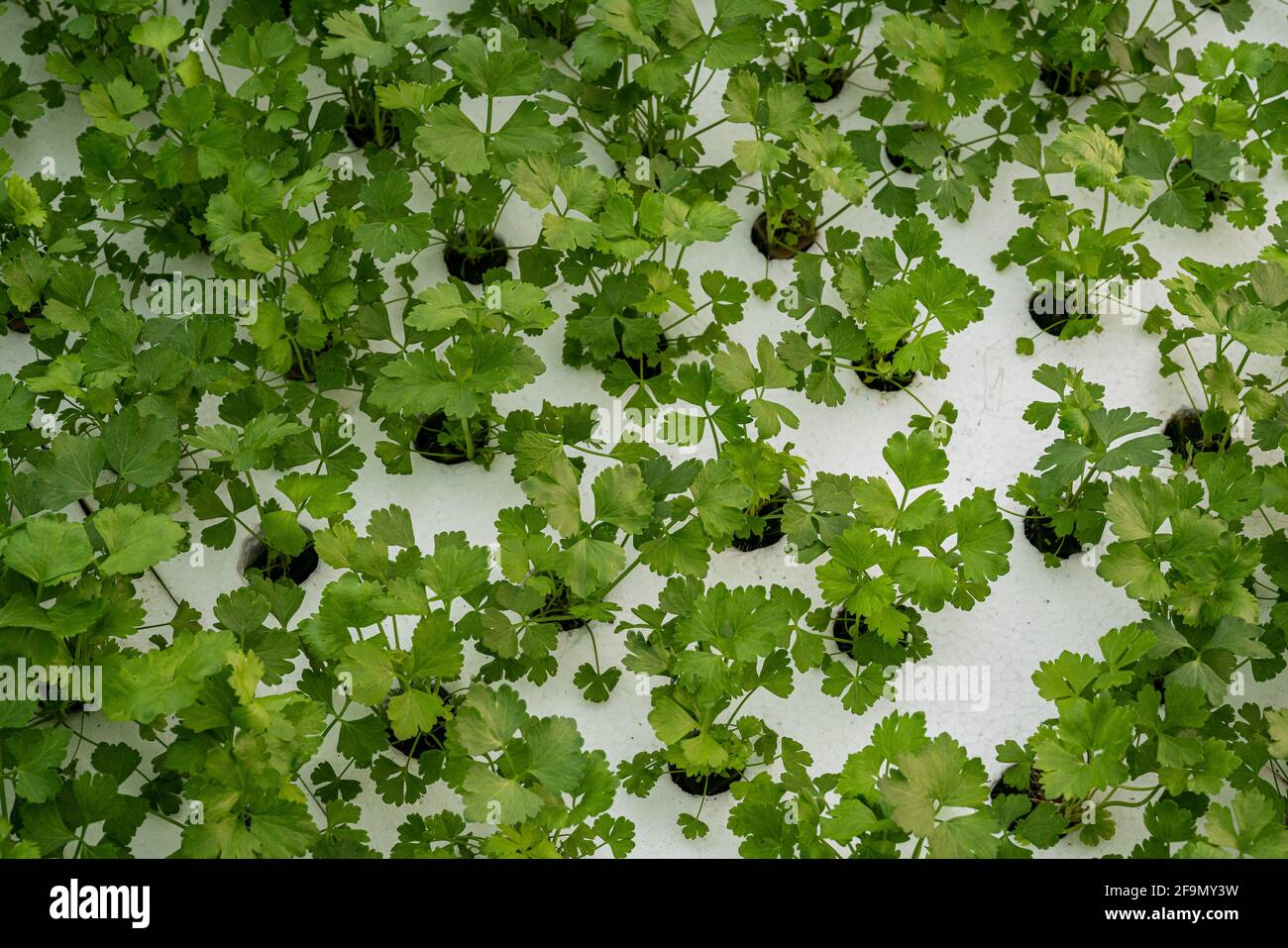 Celery is growing beautifully in a hydroponic system Stock Photo - Alamy