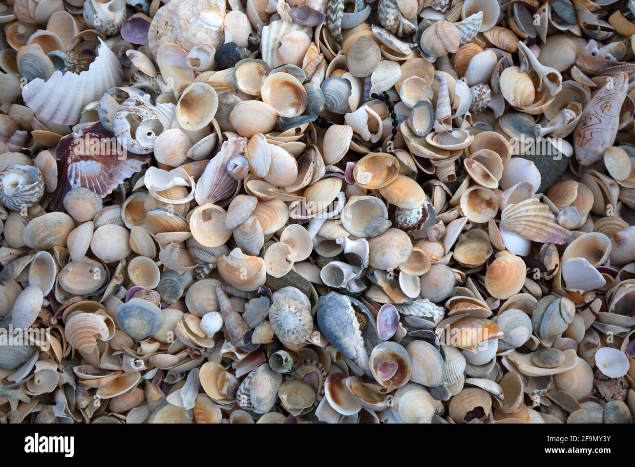 Stones and seashells on the beach hi-res stock photography and images ...