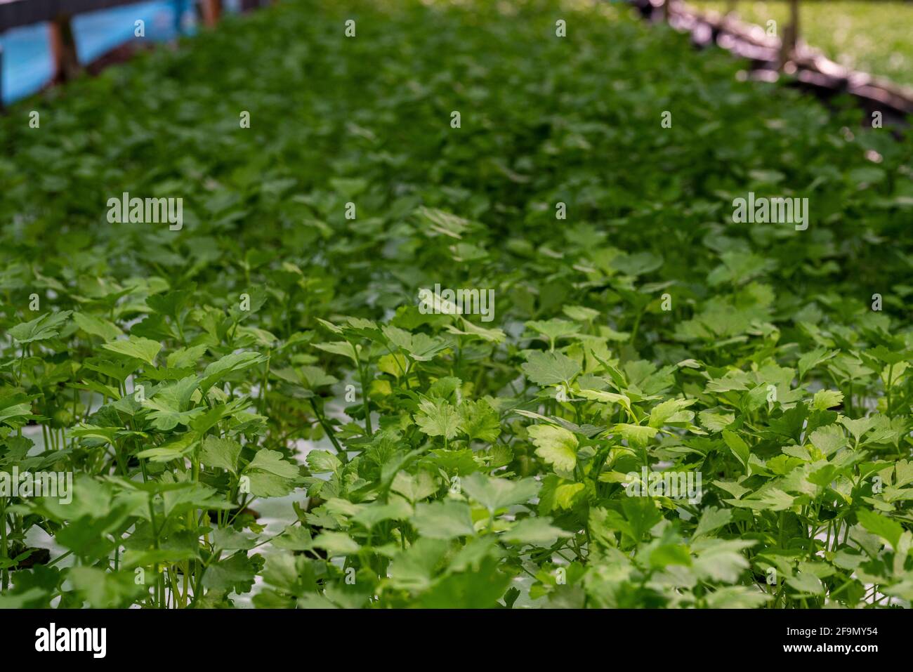 Celery is growing beautifully in a hydroponic system Stock Photo - Alamy