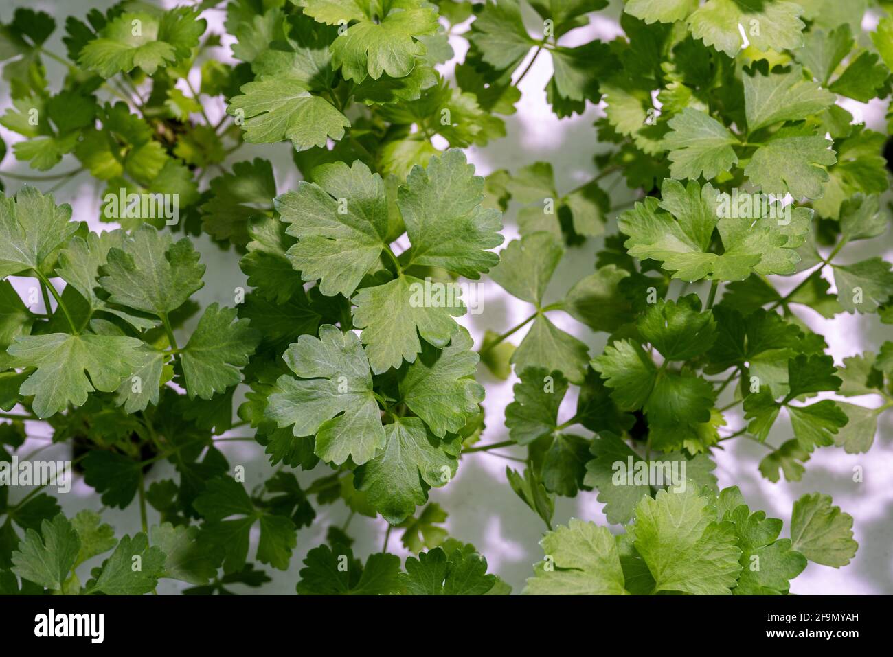 Celery is growing beautifully in a hydroponic system Stock Photo - Alamy