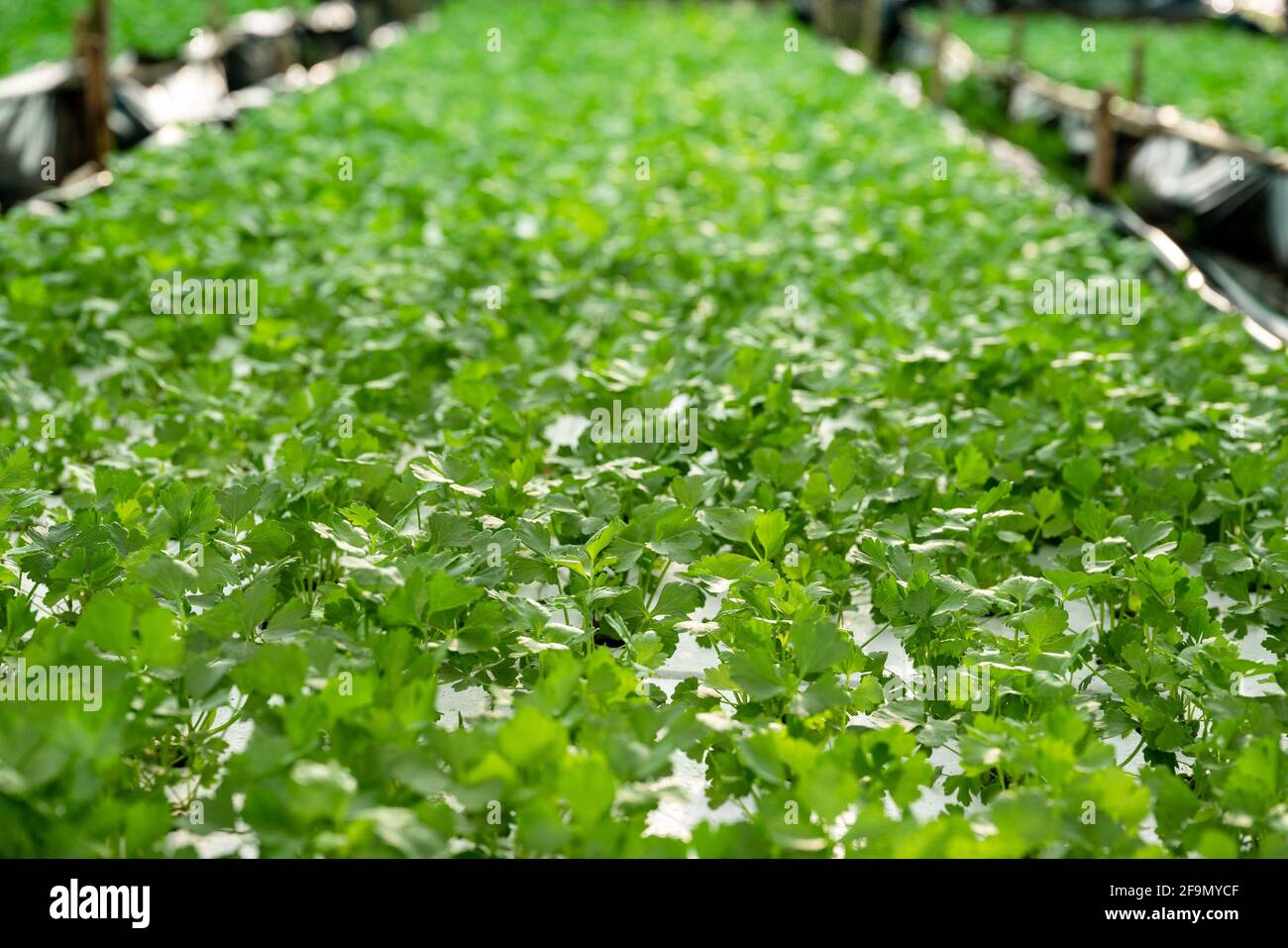 Celery is growing beautifully in a hydroponic system Stock Photo - Alamy