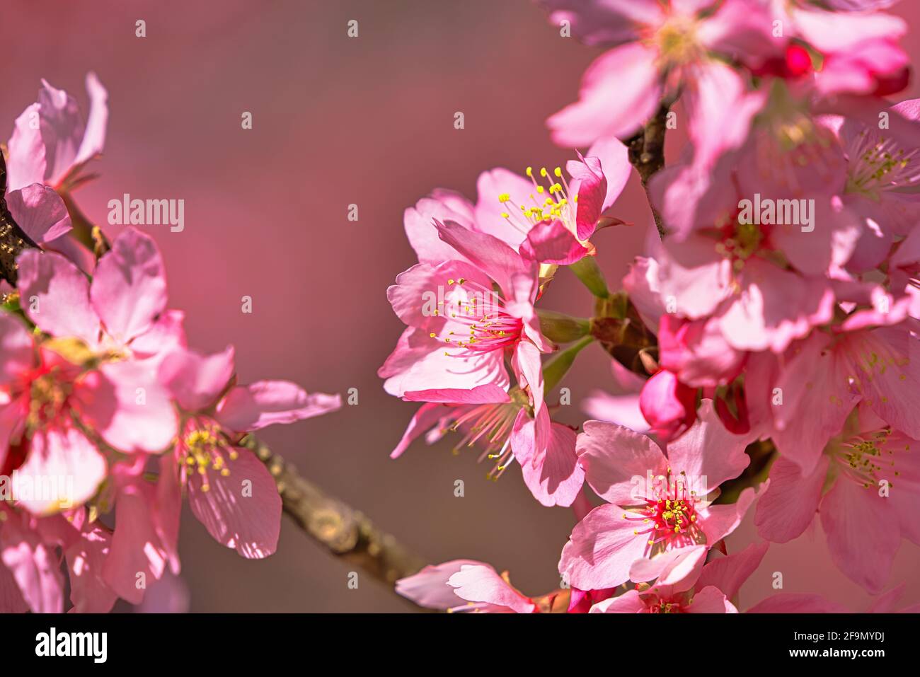 Beautiful pink cherry blooms (sakura tree) in the park, copy space ...