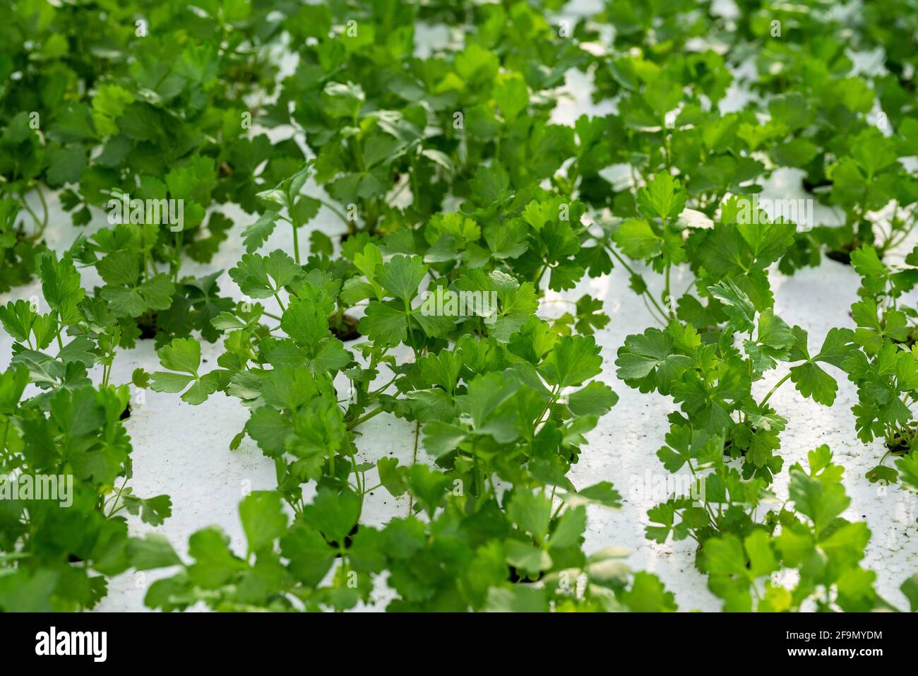 Celery is growing beautifully in a hydroponic system Stock Photo - Alamy
