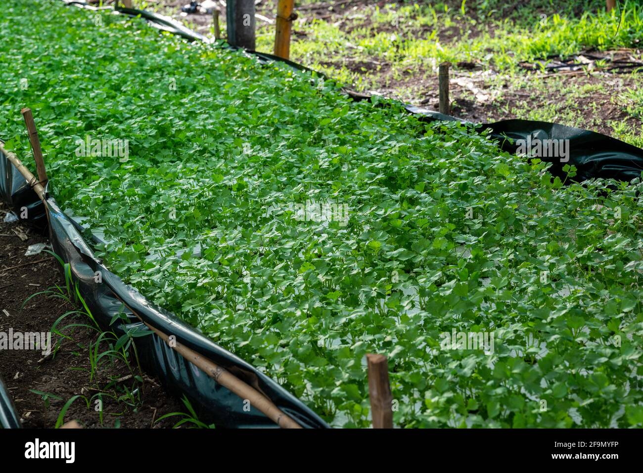 Celery is growing beautifully in a hydroponic system Stock Photo - Alamy