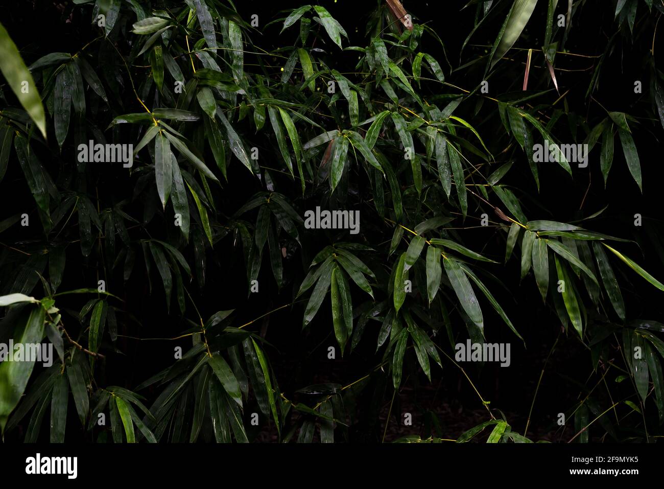 Bamboo stalk, Bamboo background in dark tone, Bamboo forest Stock Photo ...