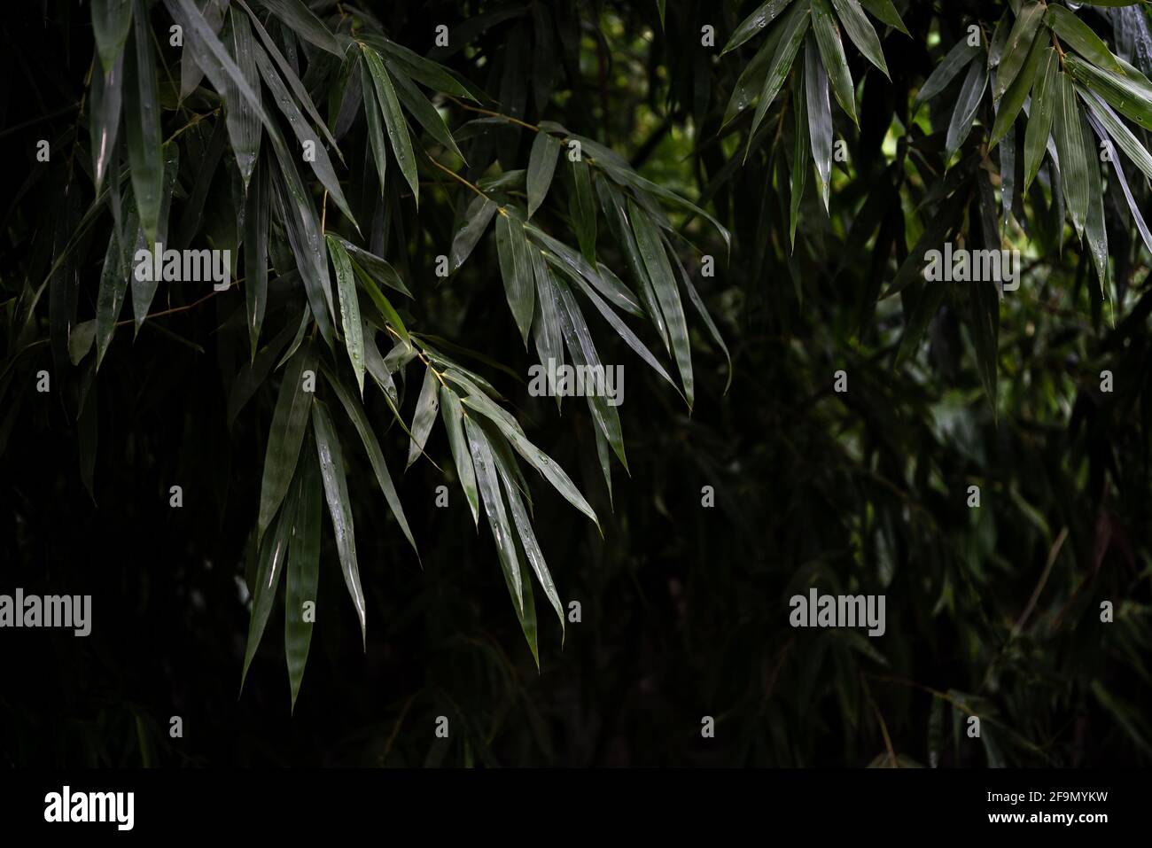 Bamboo stalk, Bamboo background in dark tone, Bamboo forest Stock Photo ...