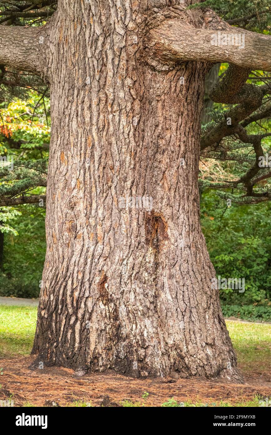 Cedrus Libani High Resolution Stock Photography and Images - Alamy