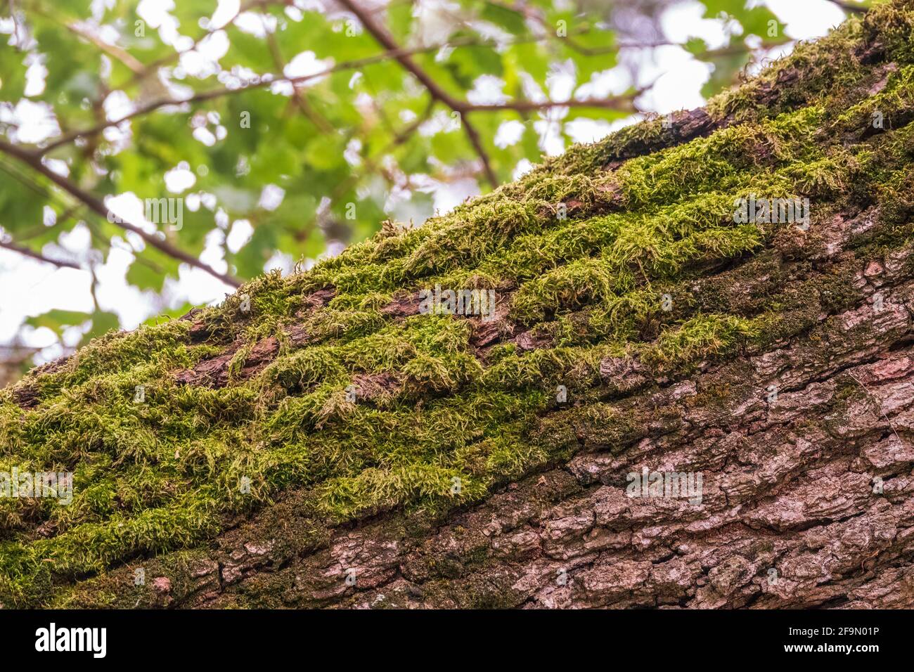 Soft thick moss in the forest on fallen tree trunk. Soft moss carpet ...