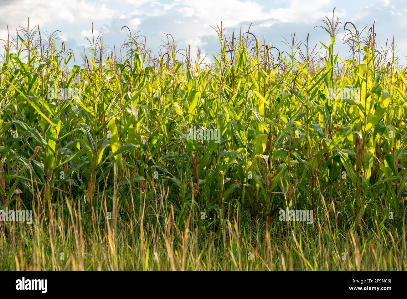 Northern corn leaf blight hi-res stock photography and images - Alamy