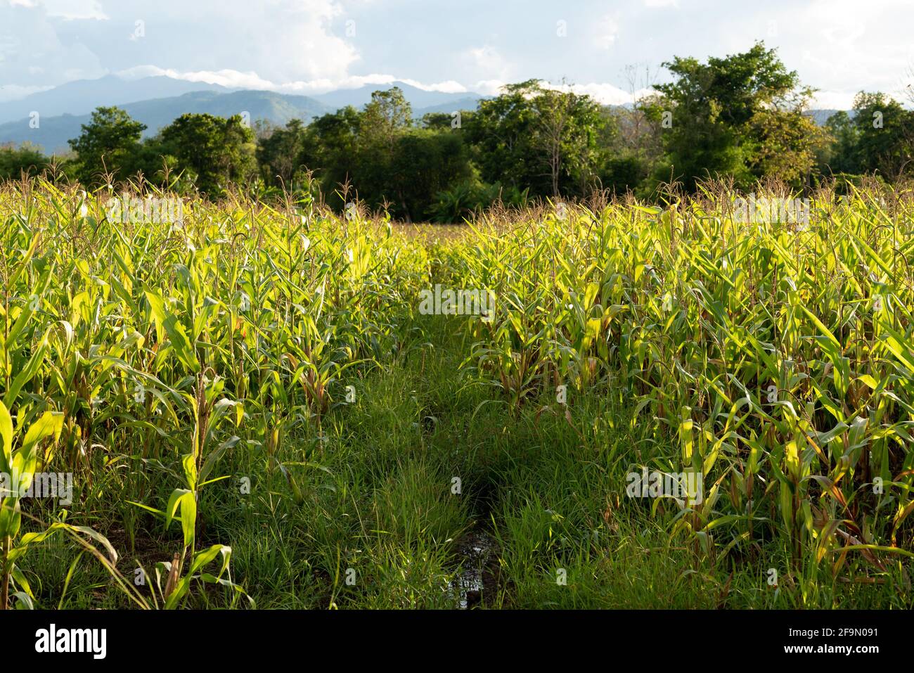 Northern corn leaf blight hi-res stock photography and images - Alamy