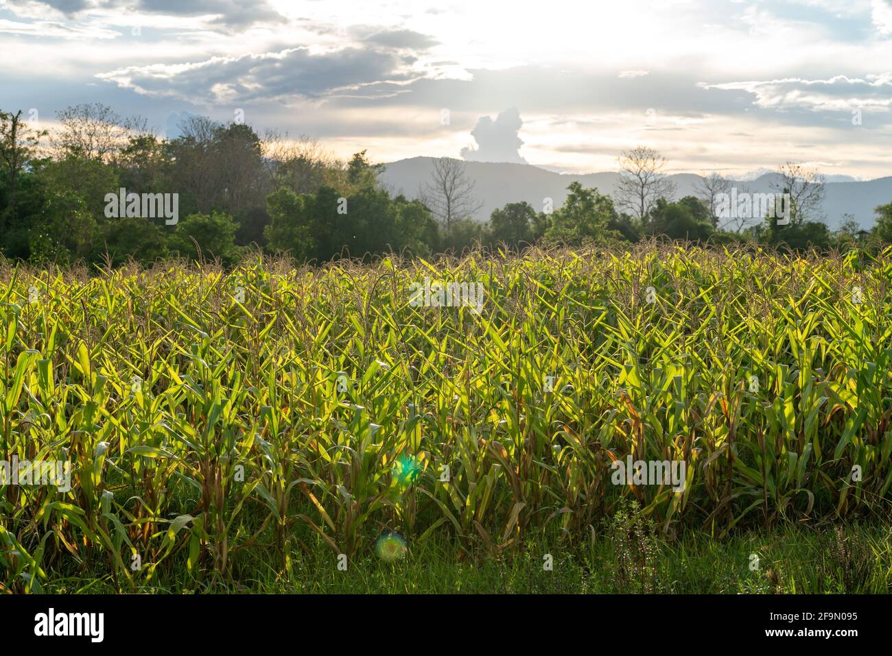 The grown corn is not beautiful because of plant disease Stock Photo ...