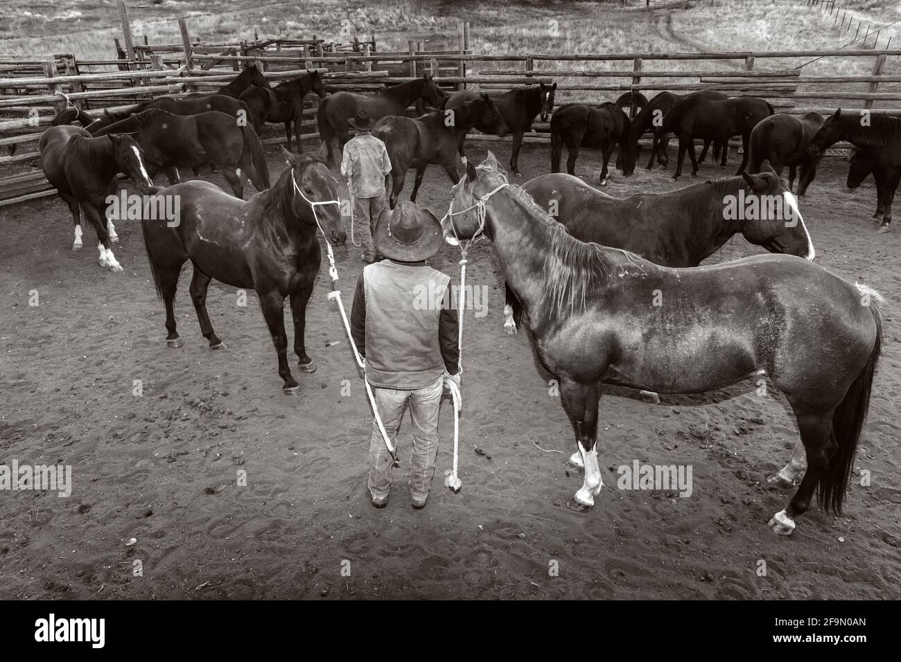 Ranch Horses At Work