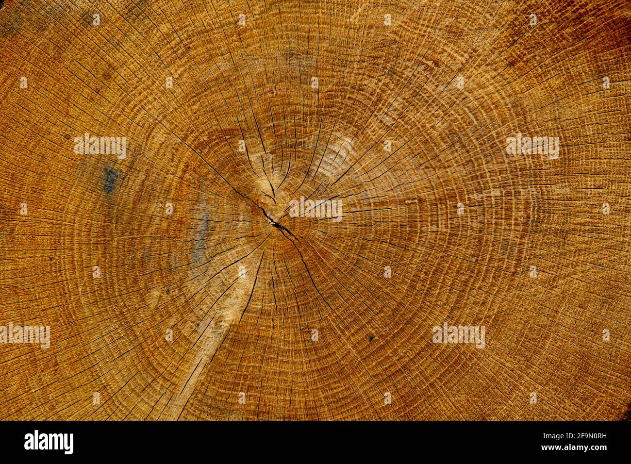 Old wooden oak tree cut surface Stock Photo - Alamy