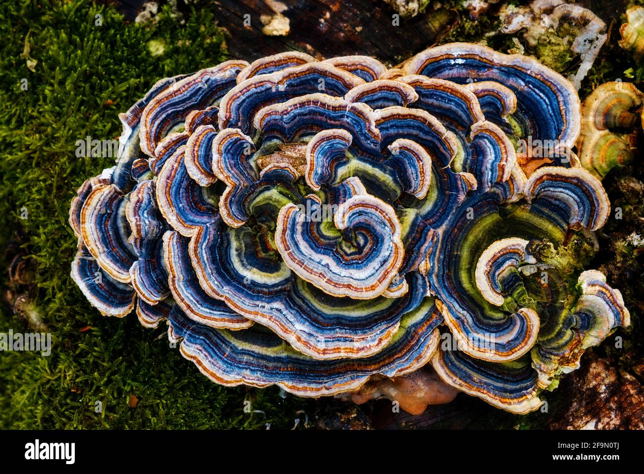 multicolored fungi on a log with moss Stock Photo - Alamy