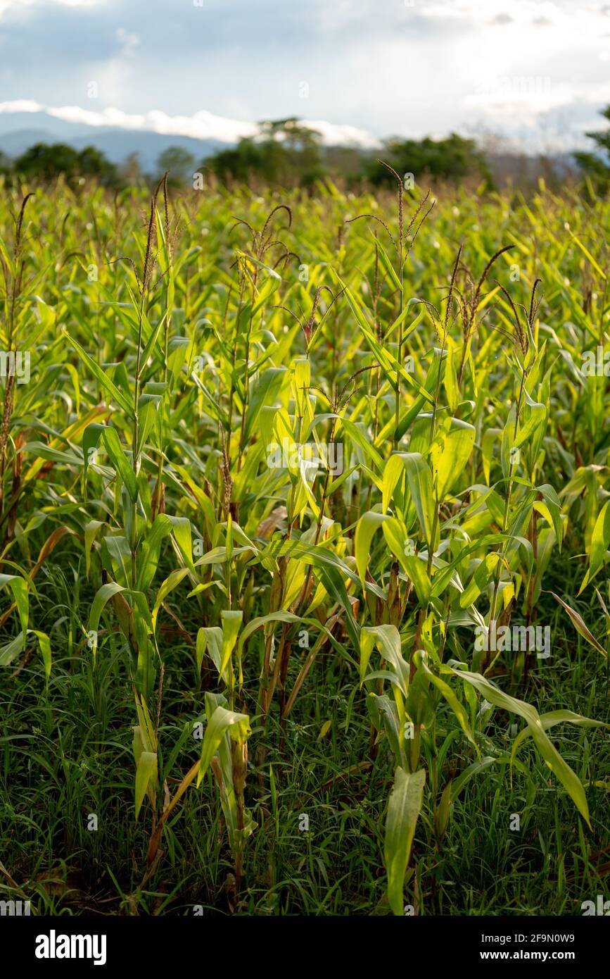 The grown corn is not beautiful because of plant disease Stock Photo ...