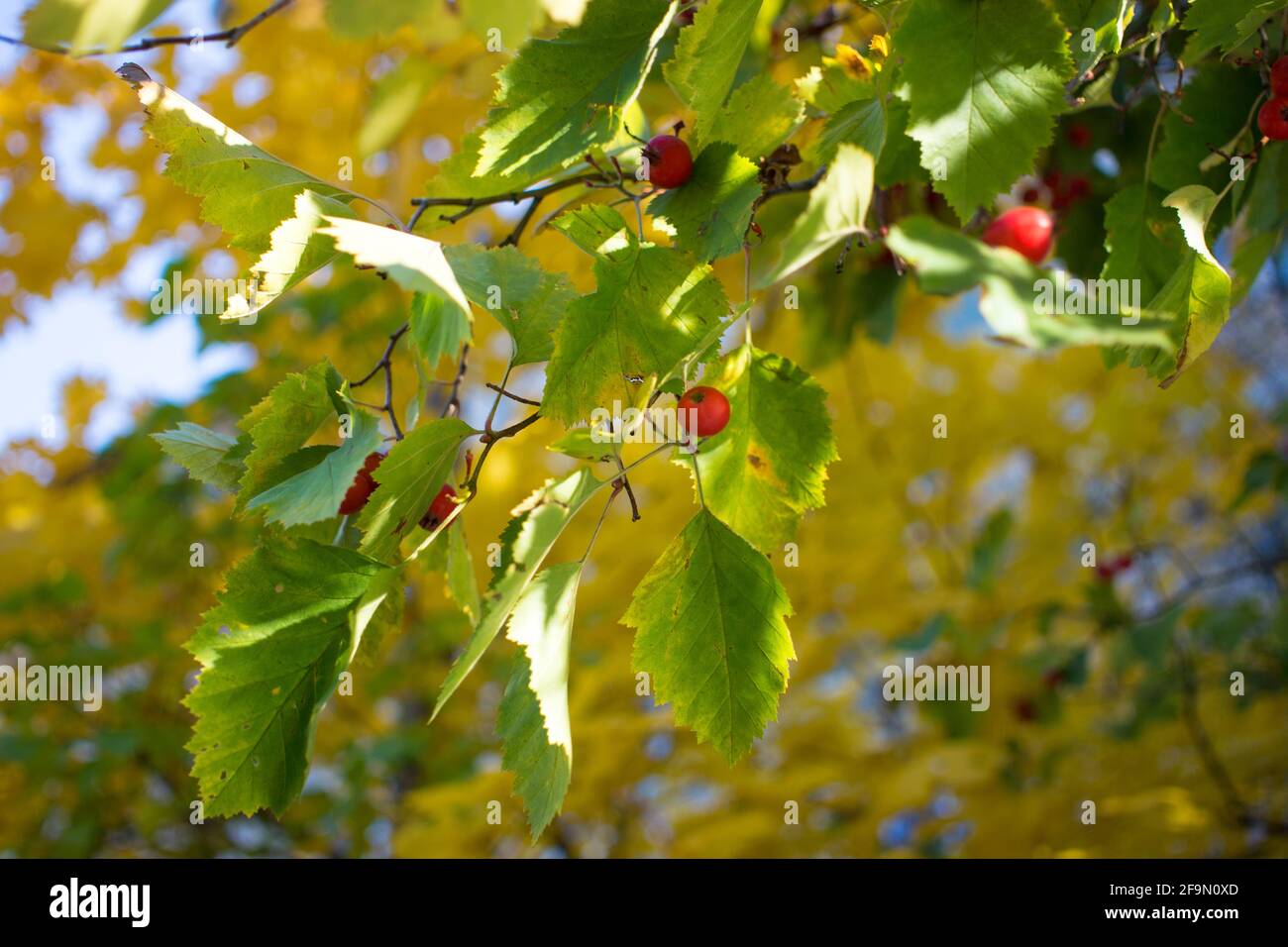 Red hawthorn berries on the branches of a tree Stock Photo - Alamy