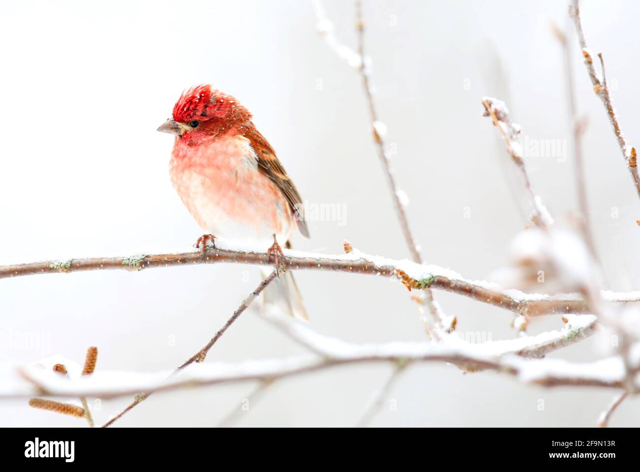 Fletcher spring hi-res stock photography and images - Alamy