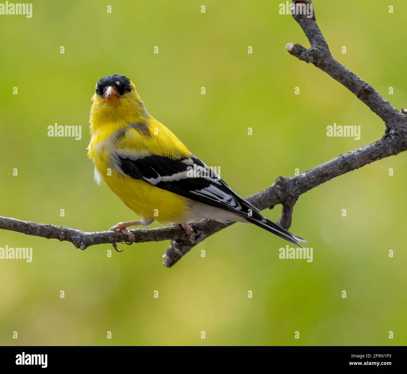 Male goldfinch hi-res stock photography and images - Alamy