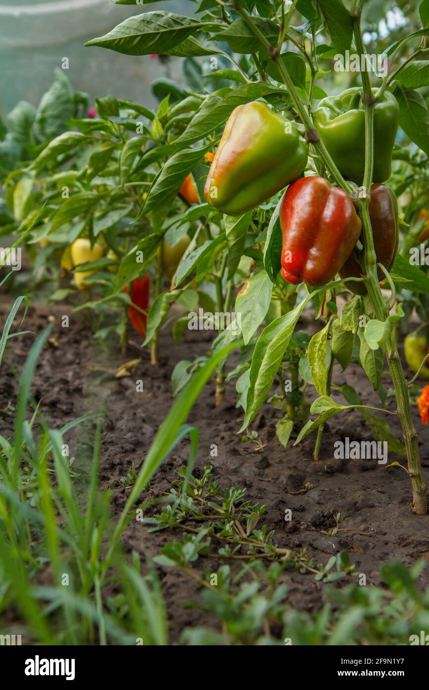 Bell pepper bushes growing on the garden bed. Bulgarian or sweet pepper ...