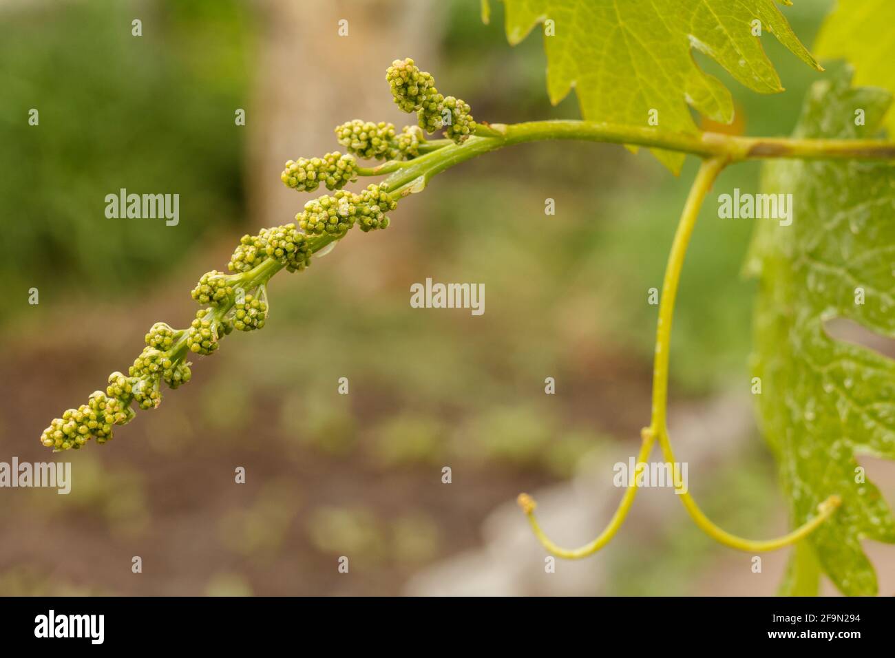 Close-up unripe green bunch of grapes in vineyard in early summer ...