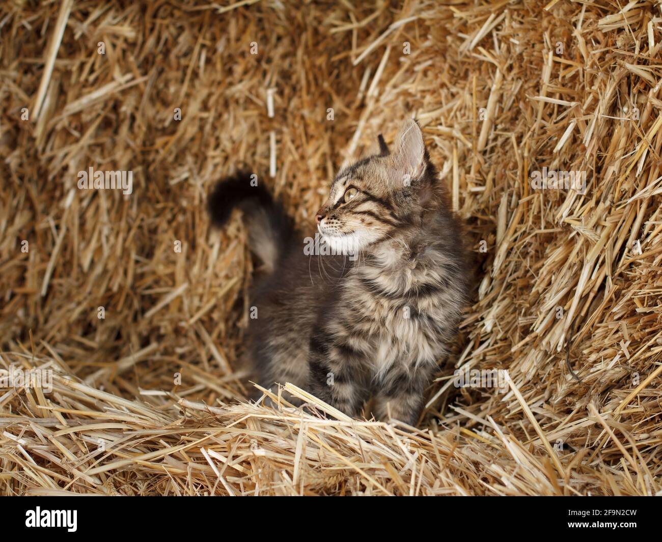 Gray tabby kitten walking on a straw stack in the sunny summer day ...