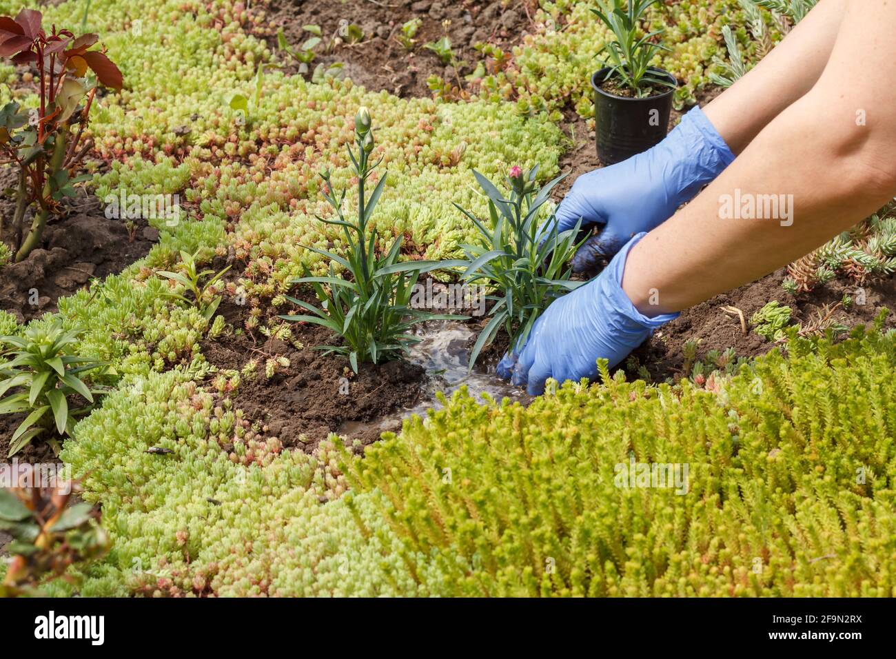 Gardener is planting cloves in a ground on a garden bed Stock Photo - Alamy