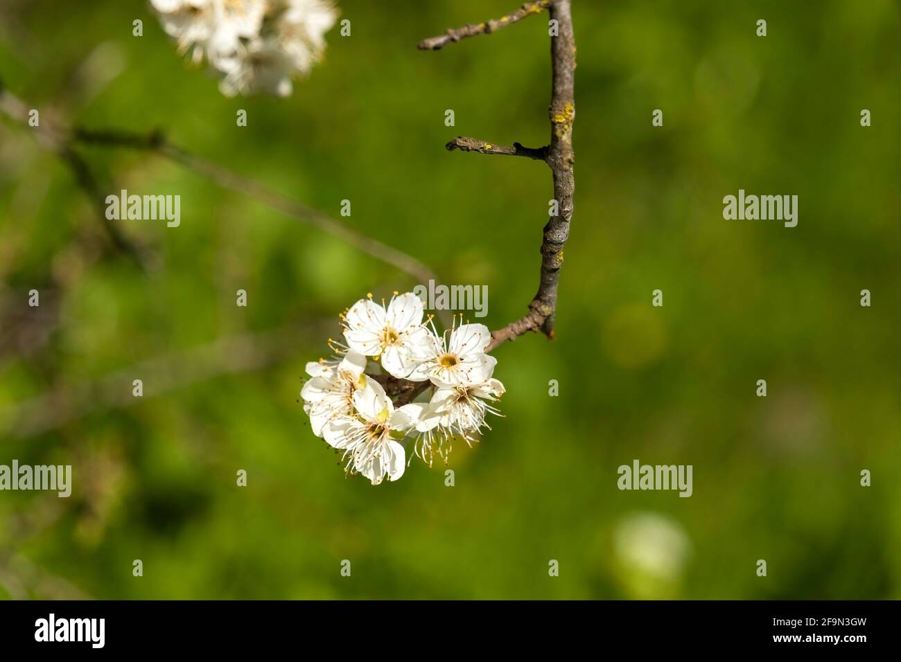 Branches with white flowers of the syrian pear tree close up Stock ...