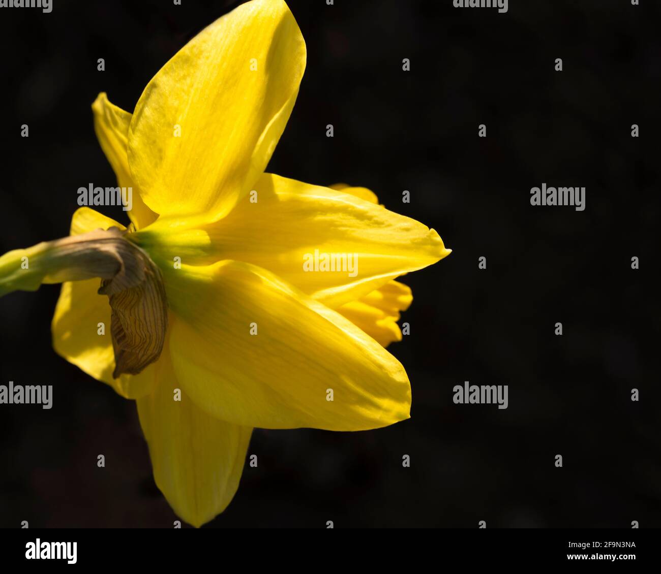one yellow daffodil on black background from back Stock Photo - Alamy