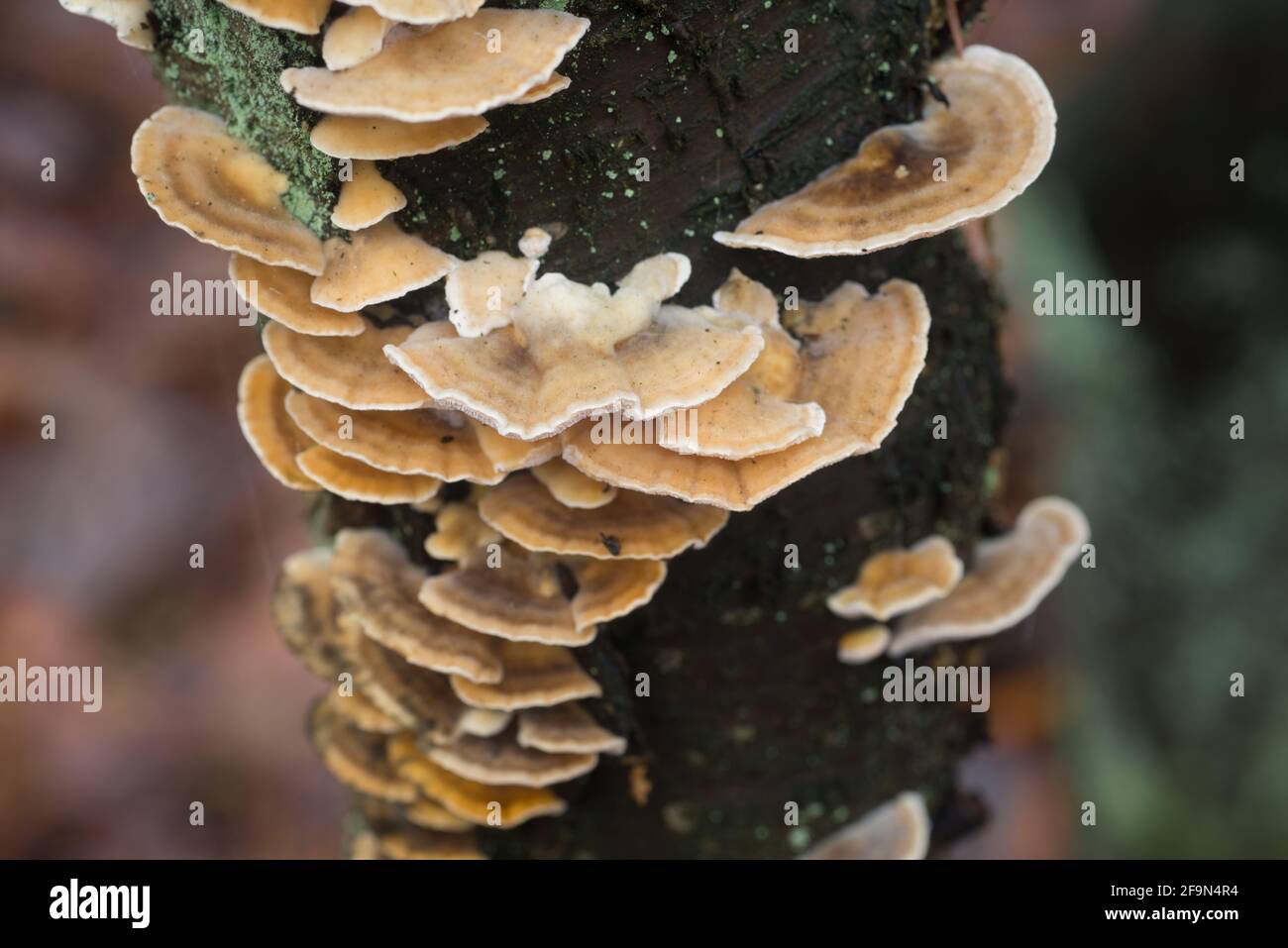 Polypore versicolor hi-res stock photography and images - Alamy