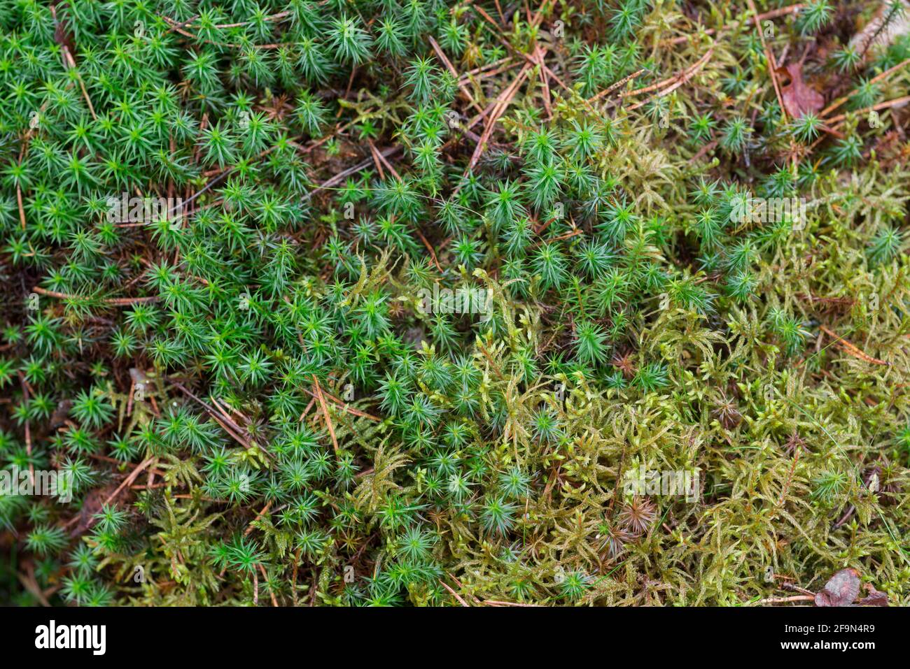 Moss biodiversity hi-res stock photography and images - Alamy