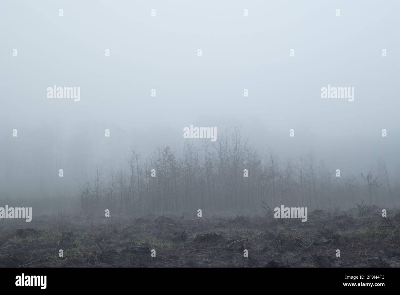Clearing in forest hi-res stock photography and images - Alamy