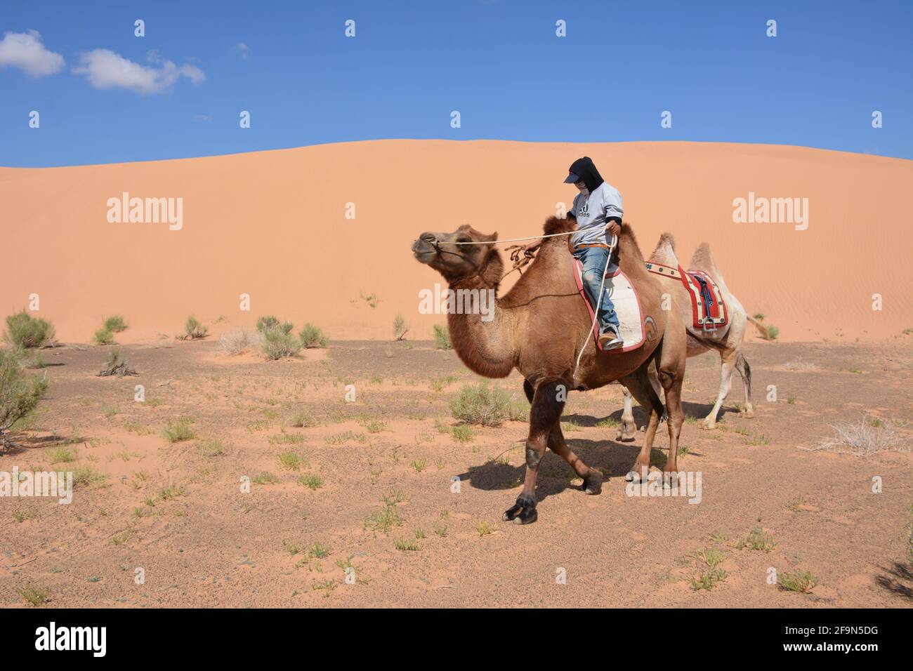 Bactrian camel riding for tourists at Moltsog Els sand dunes, Gobi ...