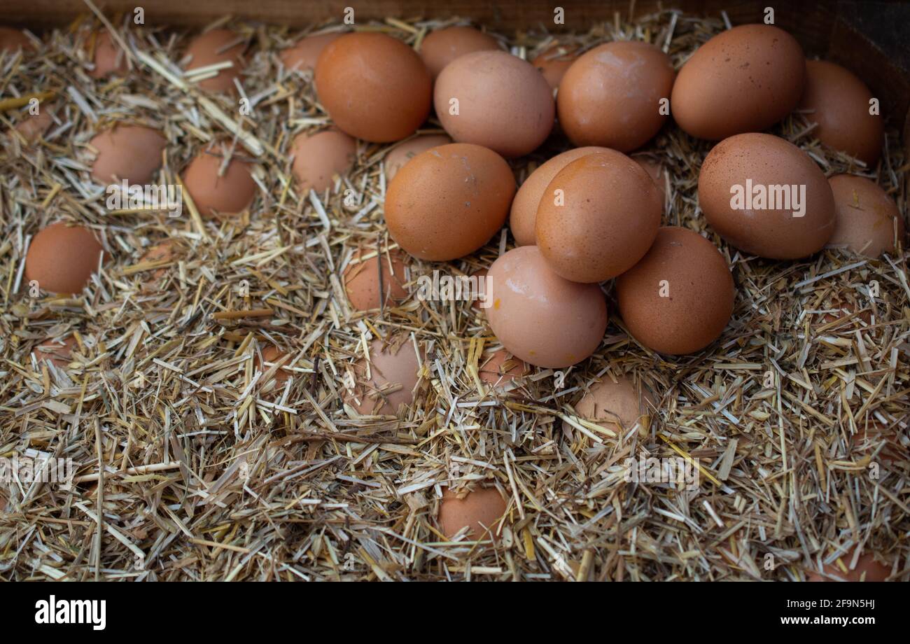 Organic fresh farm eggs at the market place Stock Photo - Alamy