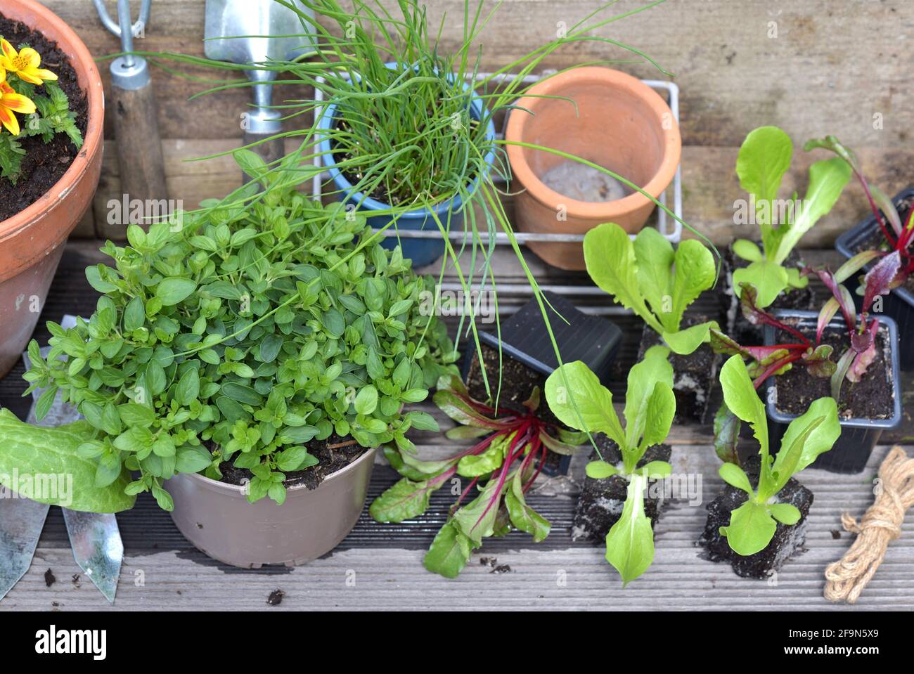 vegetable seedlings and aromatic plant with gardening equipment on a ...