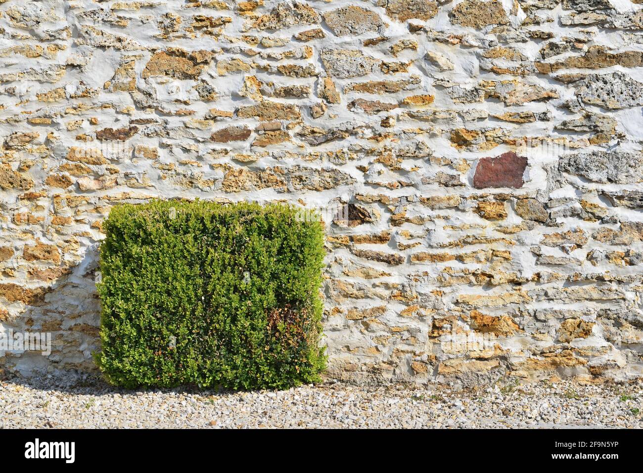 Square bush hi-res stock photography and images - Alamy