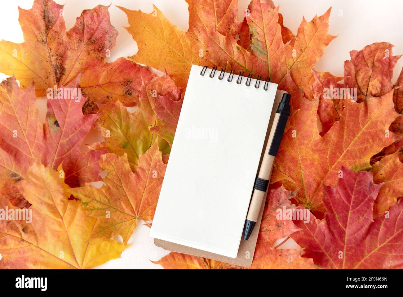 Rustic maple leaf blank hi-res stock photography and images - Alamy