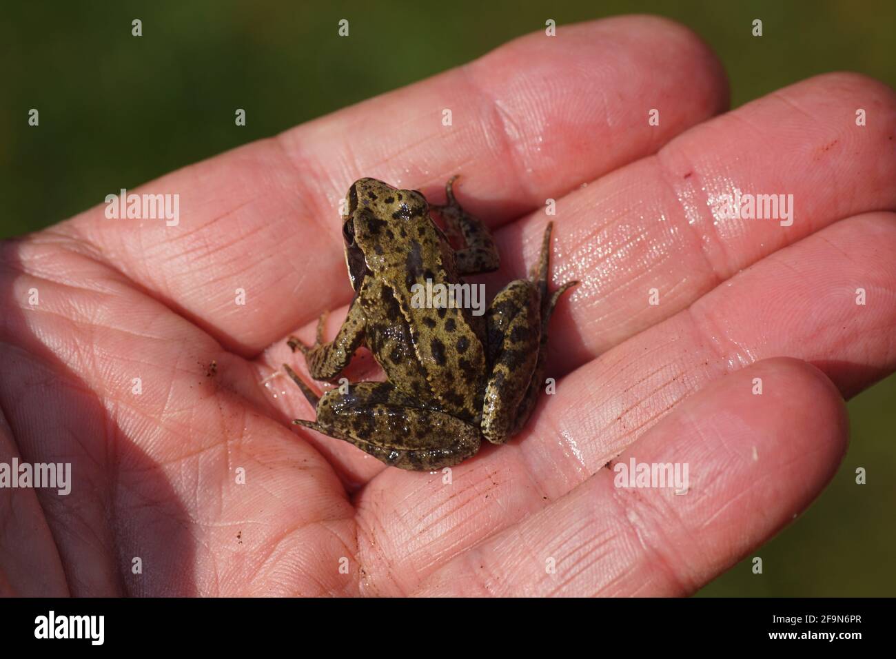 Young Common frog (Rana temporaria). Family true frogs (Ranidae). On ...