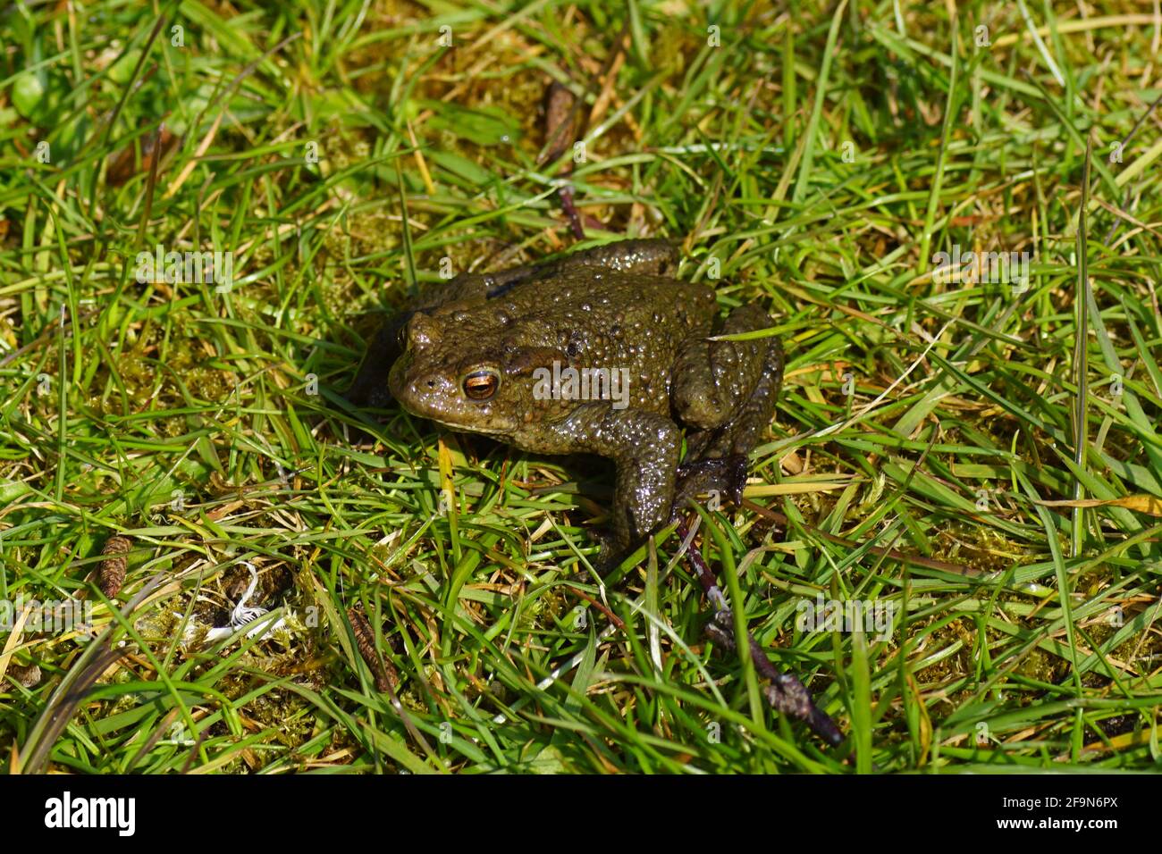 Toads in grass hi-res stock photography and images - Alamy