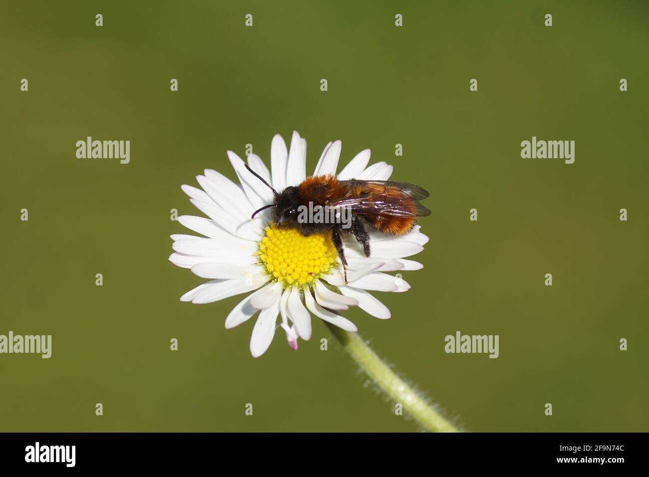 Female Tawny Mining Bee (Andrena fulva). Family Mining Bees (Andrenidae ...