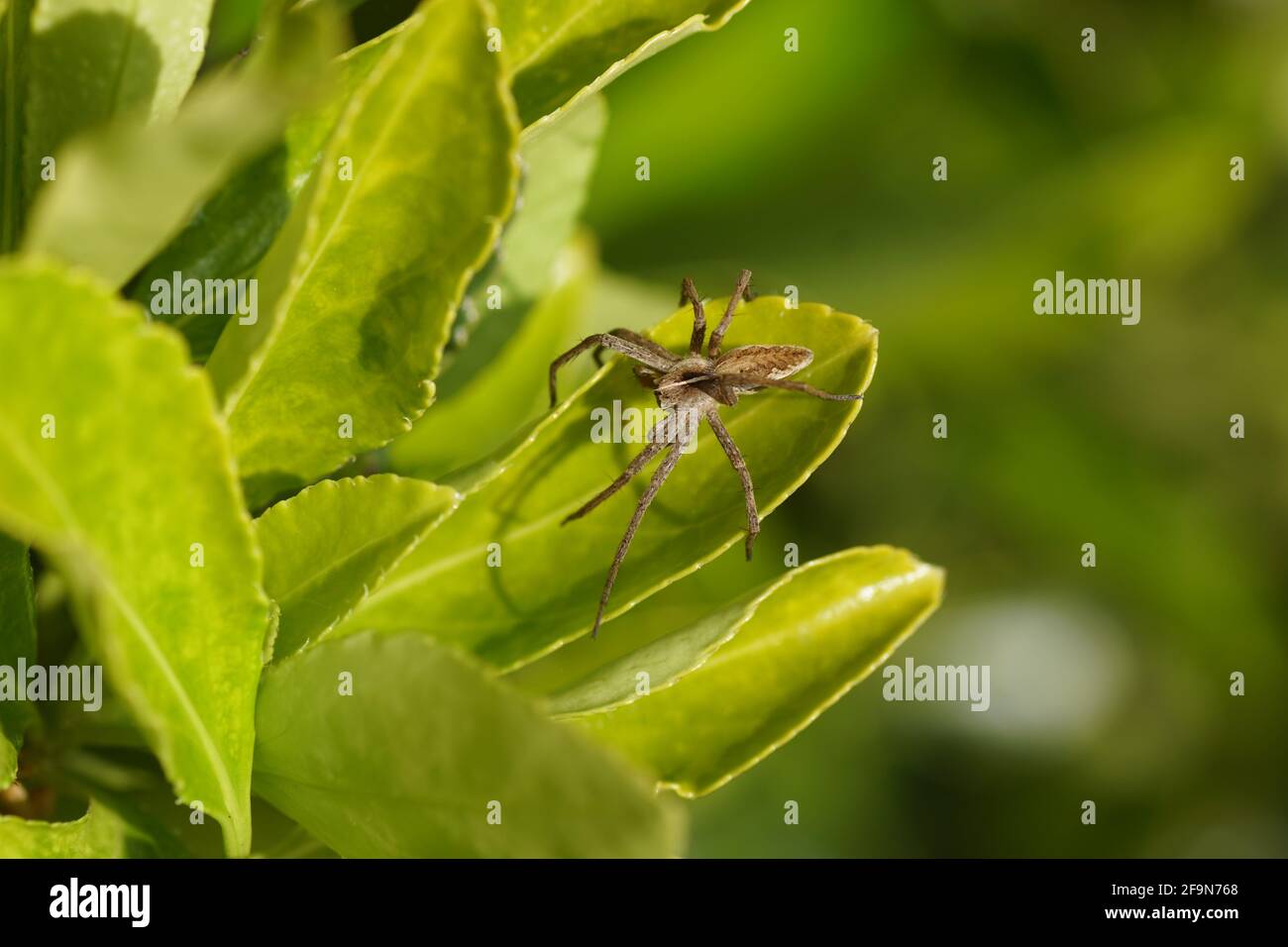 Young nursery web spider (Pisaura mirabilis). Family Pisauridae. On the ...