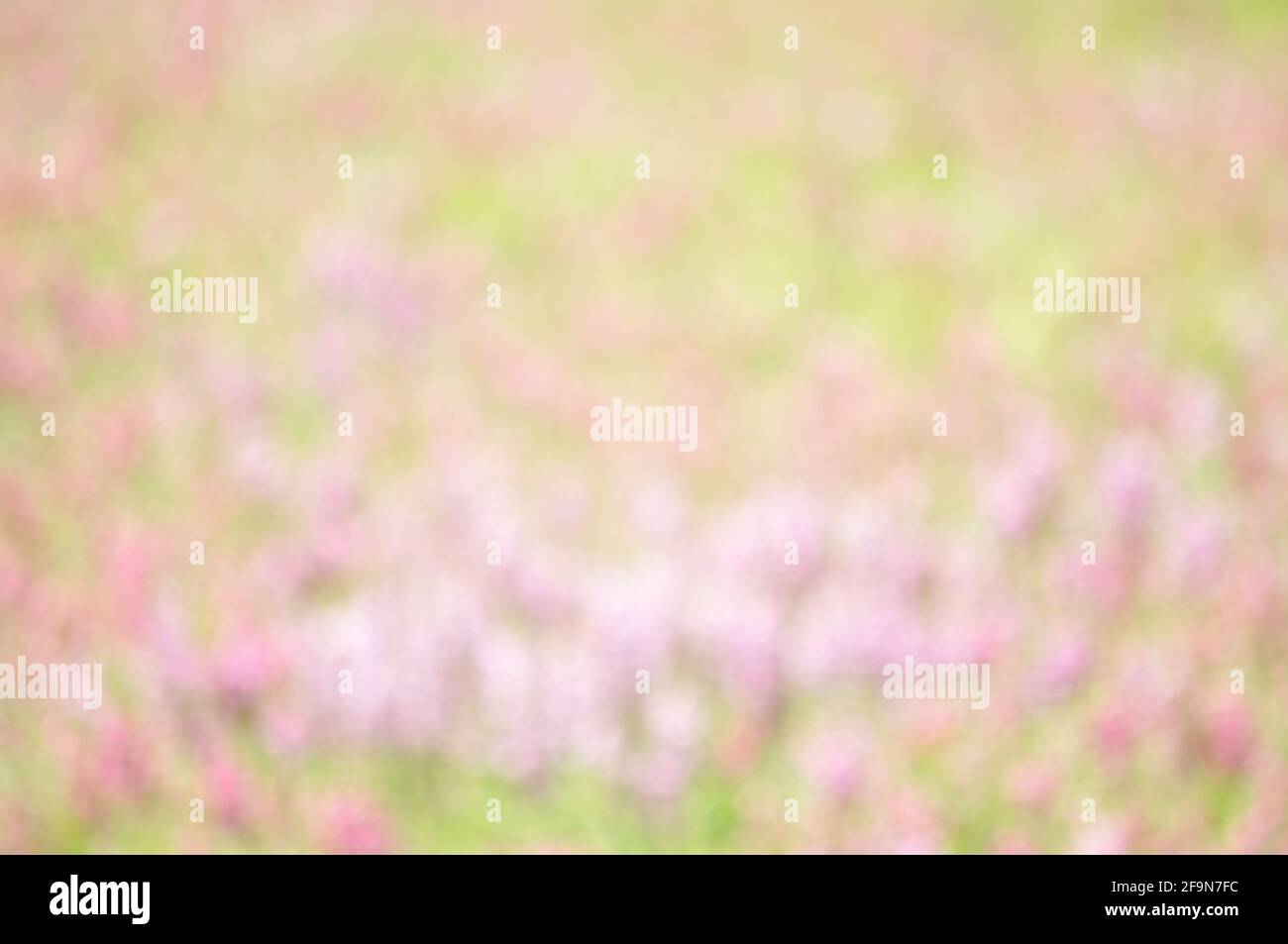 Blur color background hi-res stock photography and images - Alamy