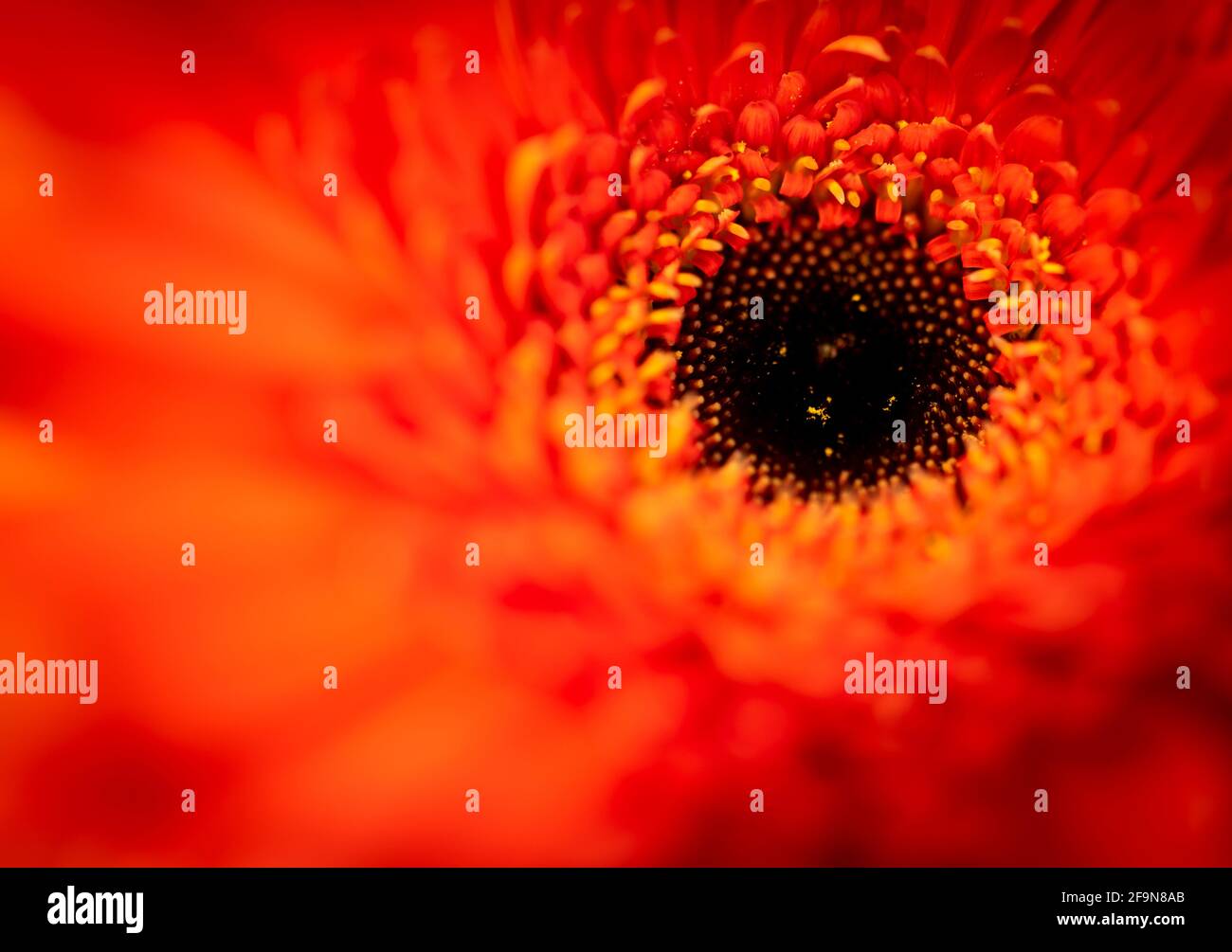 Orange sunny germini flower hi-res stock photography and images - Alamy