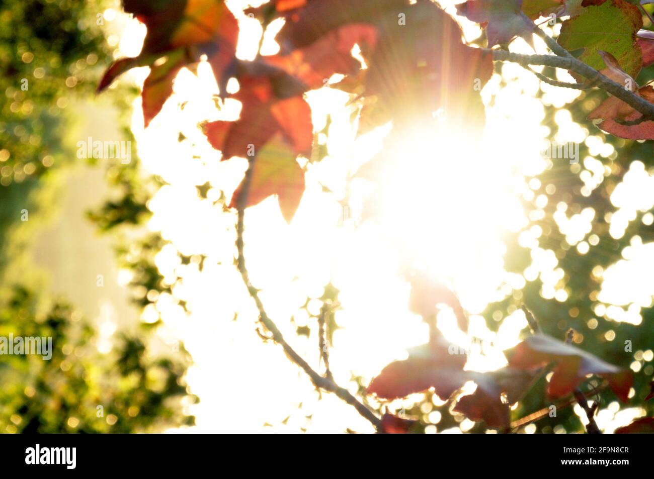 Light shining through leaves hi-res stock photography and images - Alamy