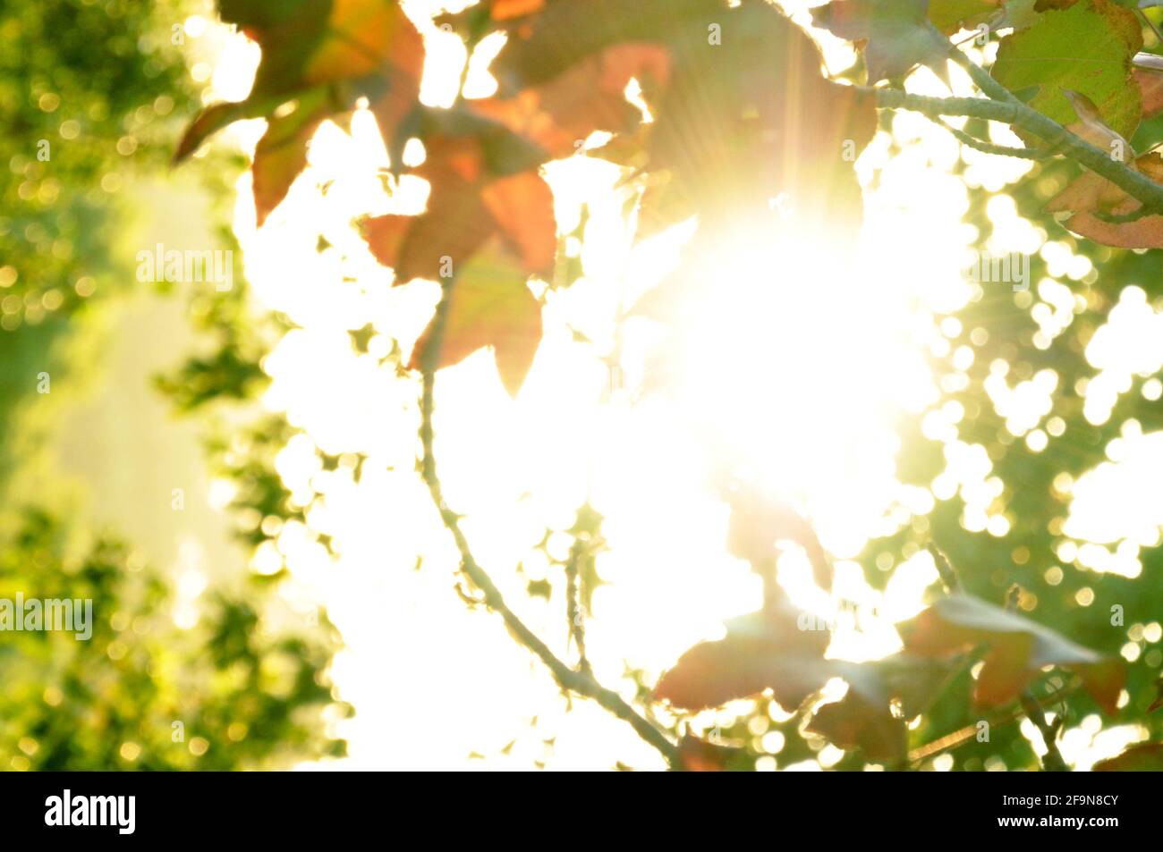 Sunlight shining through the leaves Stock Photo - Alamy