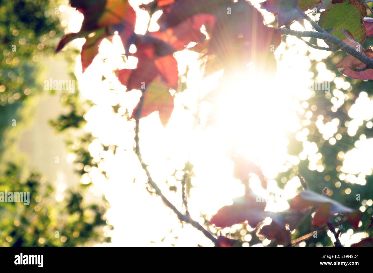 Light shining through leaves hi-res stock photography and images - Alamy
