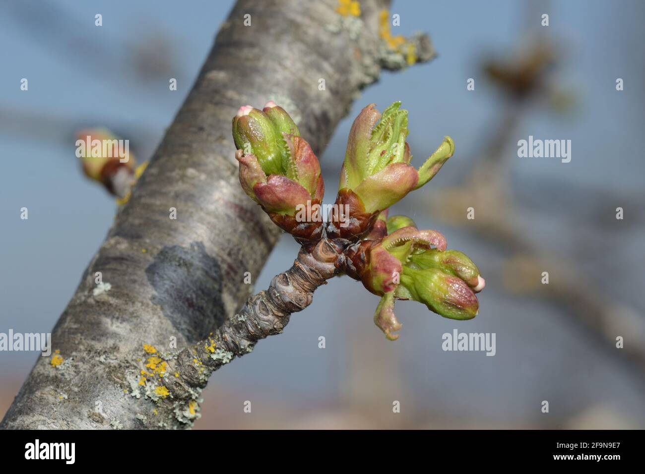 Cherry tree buds in spring.Young large buds on branches against ...