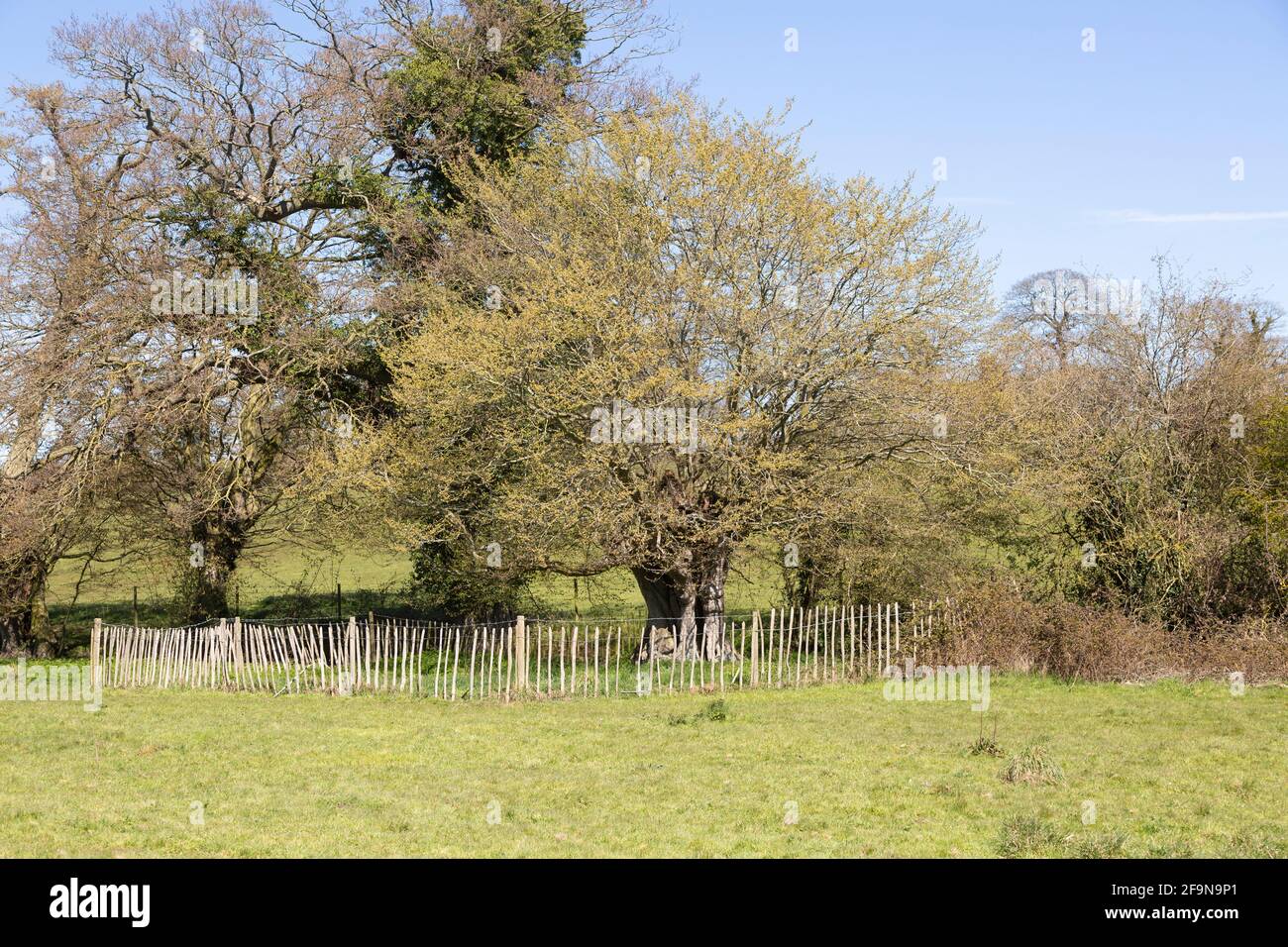 Ancient oak tree fenced off in field, South Elmham, Suffolk, England ...