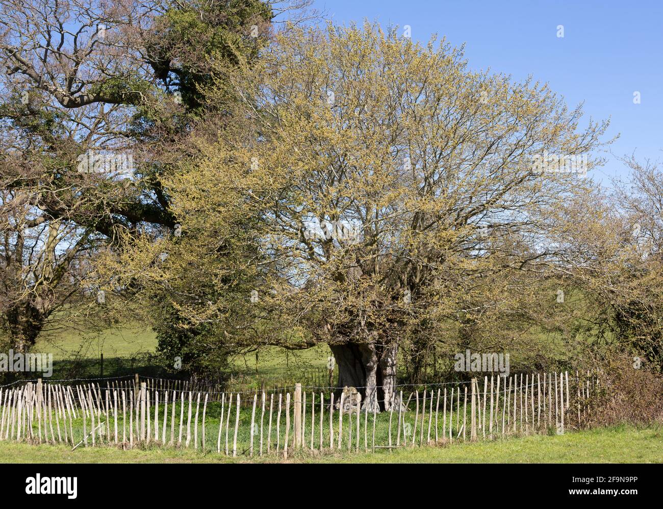 Old oaks quercus in the field hi-res stock photography and images - Alamy
