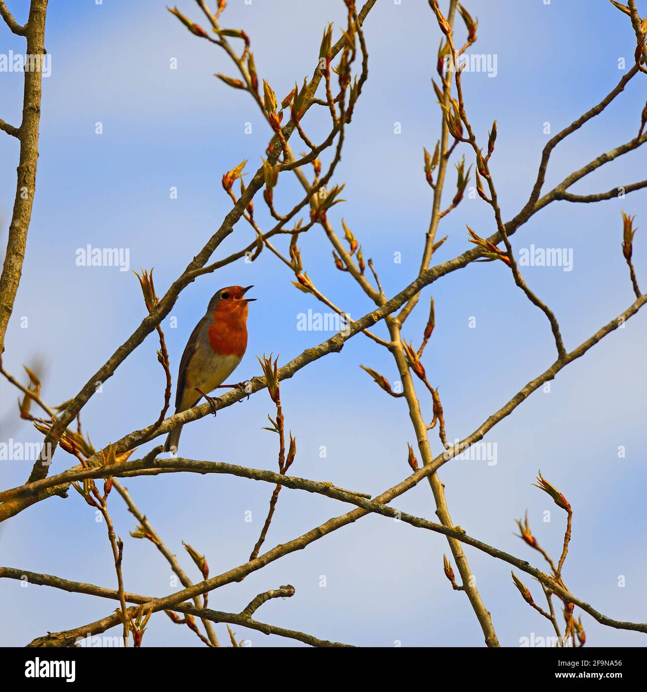 Singing tree hi-res stock photography and images - Alamy