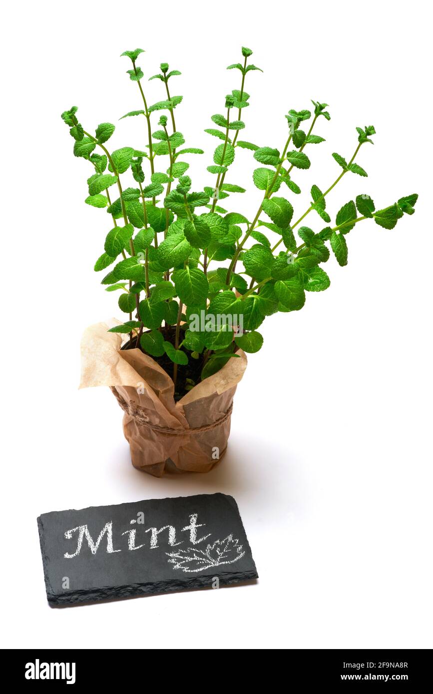 Spearmint pot hi-res stock photography and images - Alamy